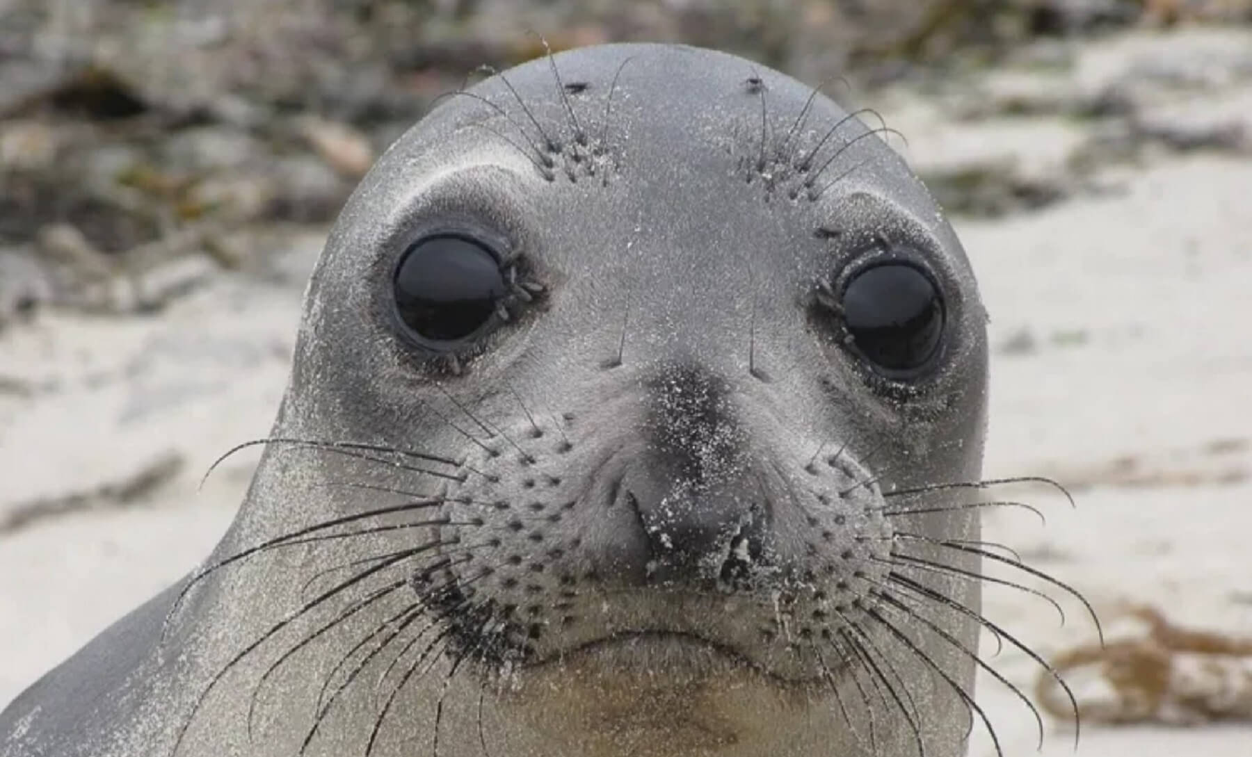 Central Coast Elephant Seal Tours | Digs Vacation Rentals
